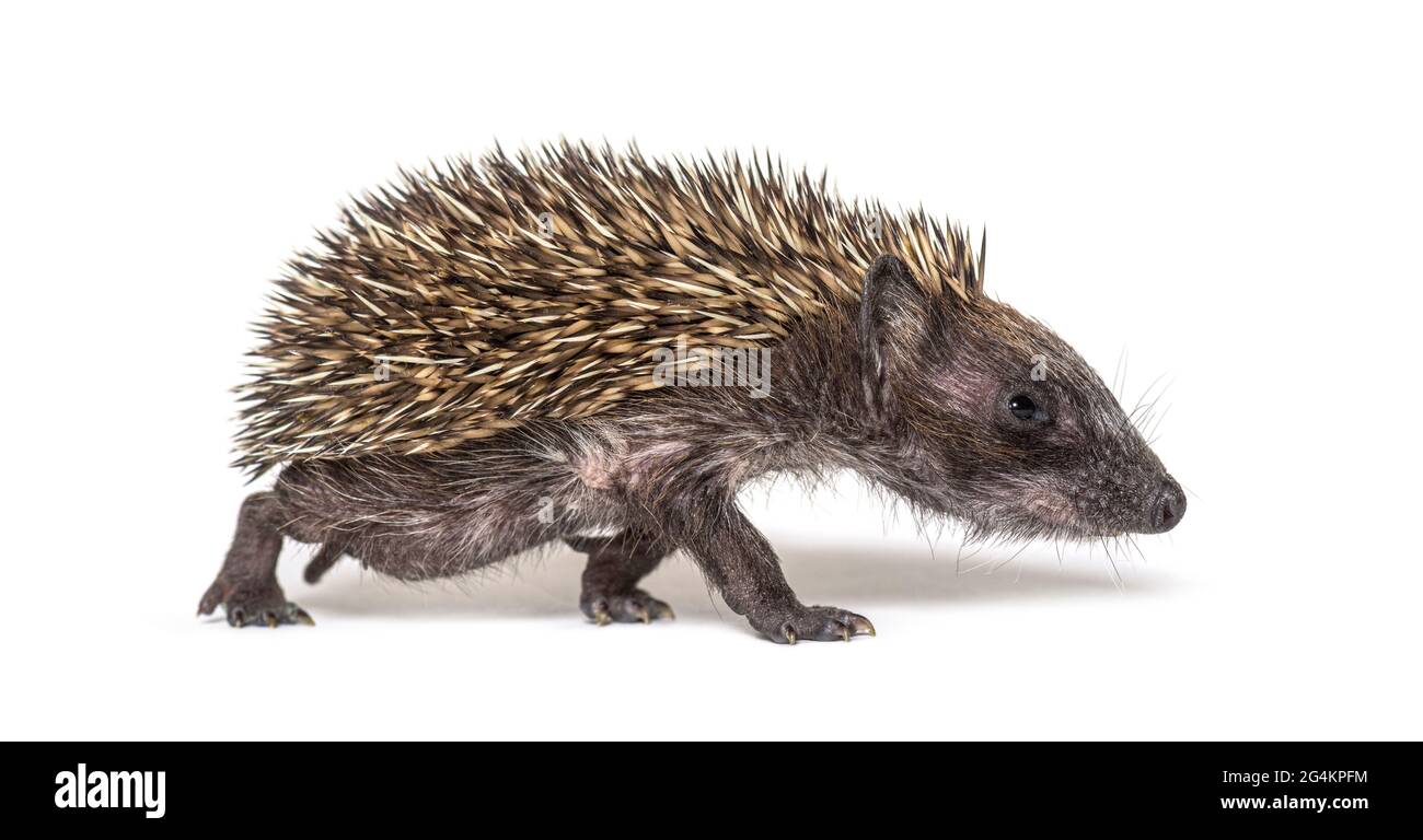 Side view of a baby European hedgehog walking on a white background ...