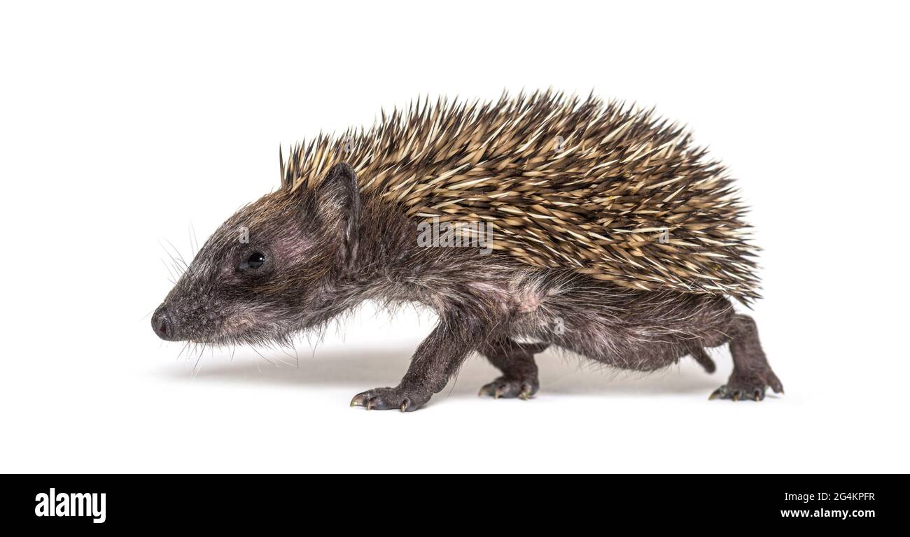Side view of a baby European hedgehog walking on a white background ...