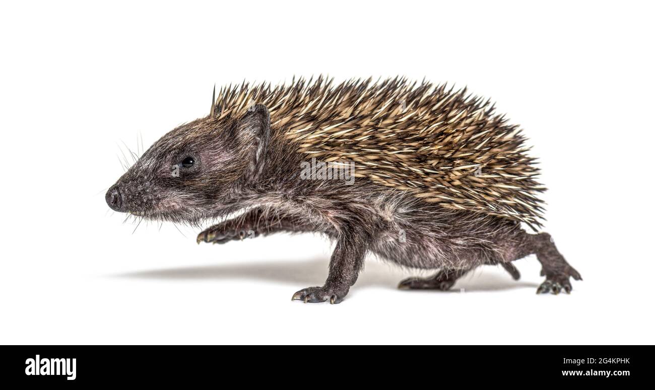 Side view of a baby European hedgehog walking away on a white ...