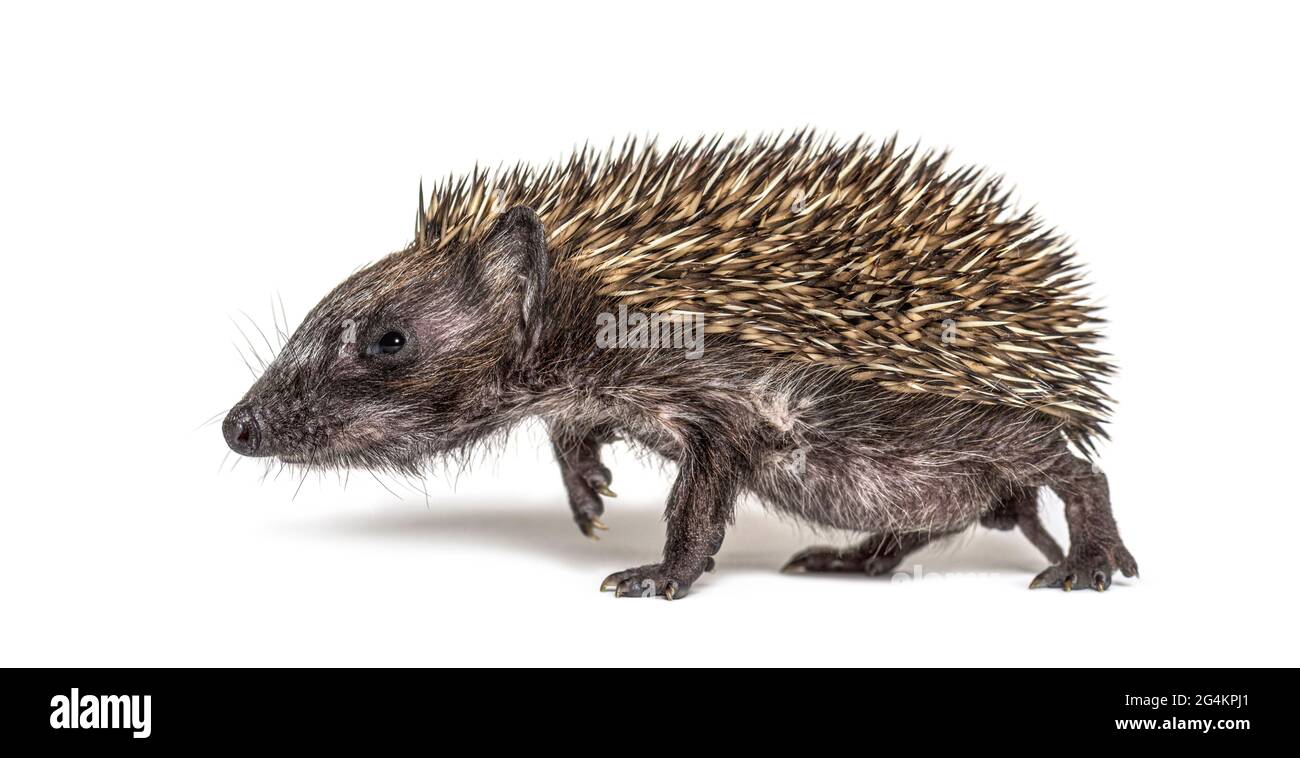 Side view of a baby European hedgehog walking on a white background ...