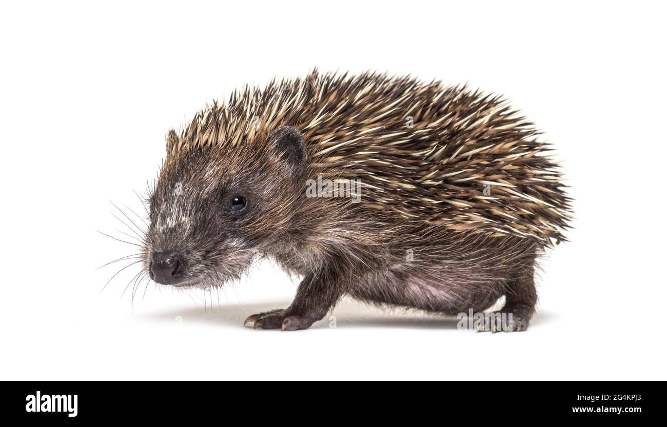 Side view of a Young European hedgehog walking away, isolated on white ...