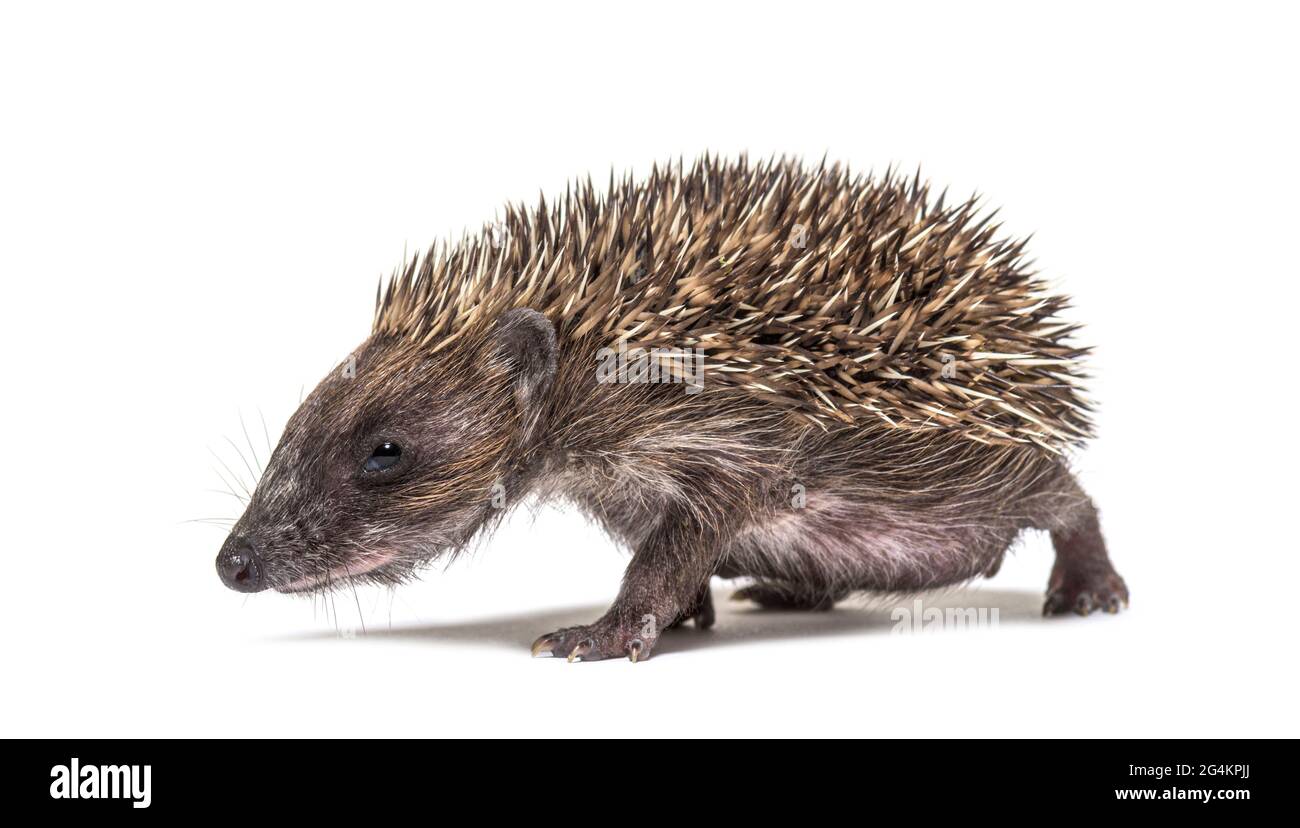Side view of a Young European hedgehog walking away, isolated on white ...