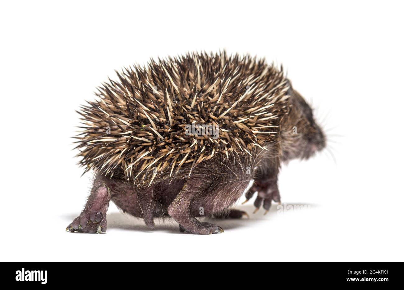 Back view of a Young European hedgehog walking away Stock Photo - Alamy
