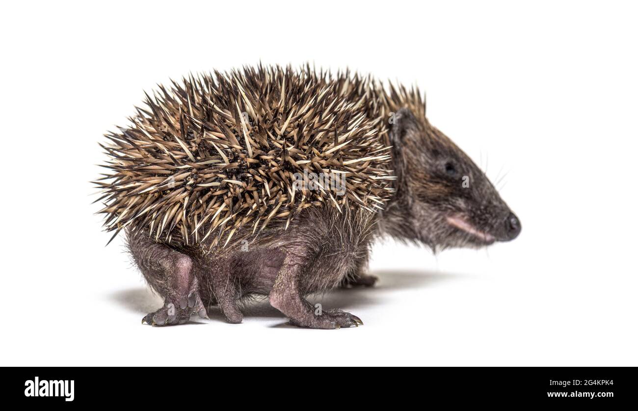 Back view hedgehog erinaceus europaeus hi-res stock photography and ...