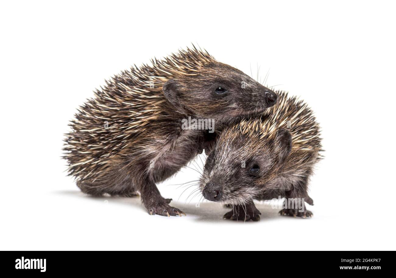 Two baby European hedgehog playing together Stock Photo - Alamy