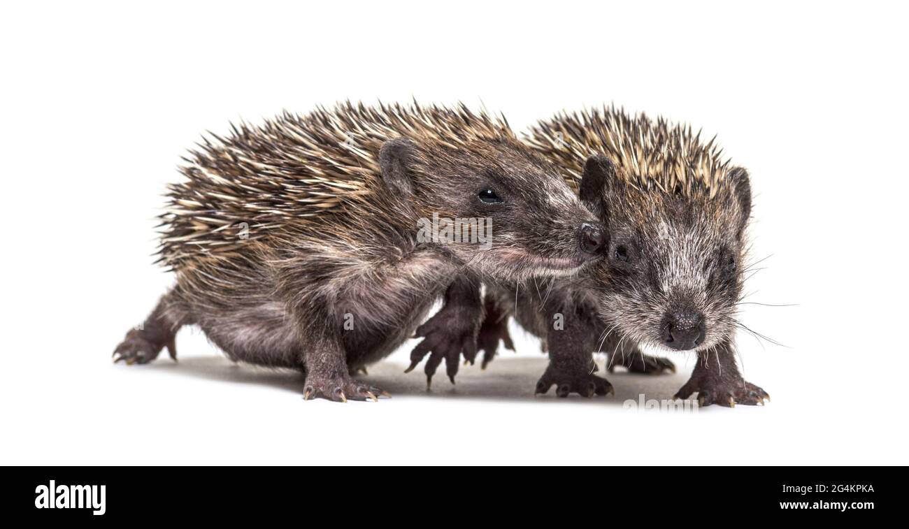 People play pets on Cut Out Stock Images & Pictures - Alamy