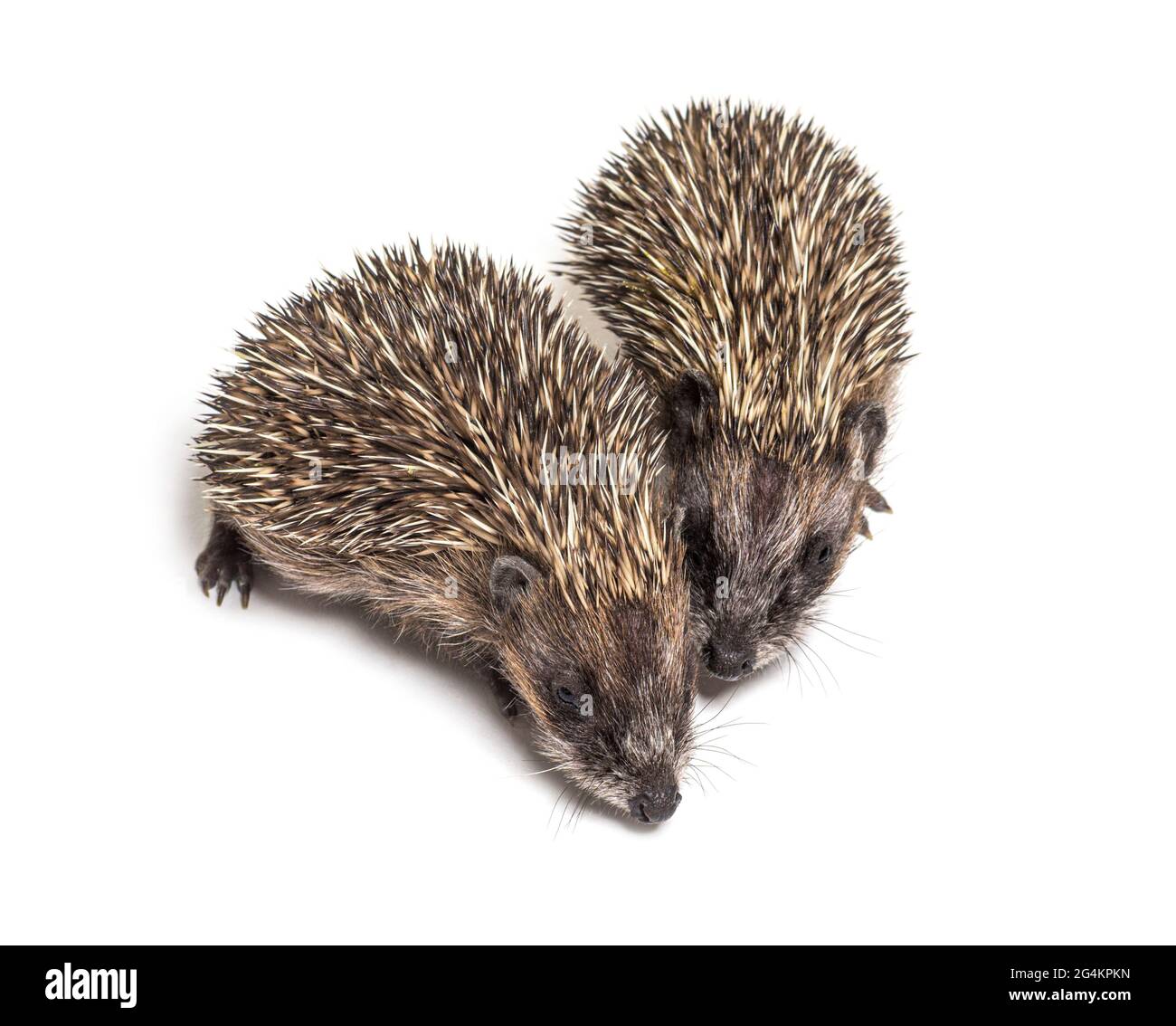 Two baby European hedgehog playing together Stock Photo - Alamy