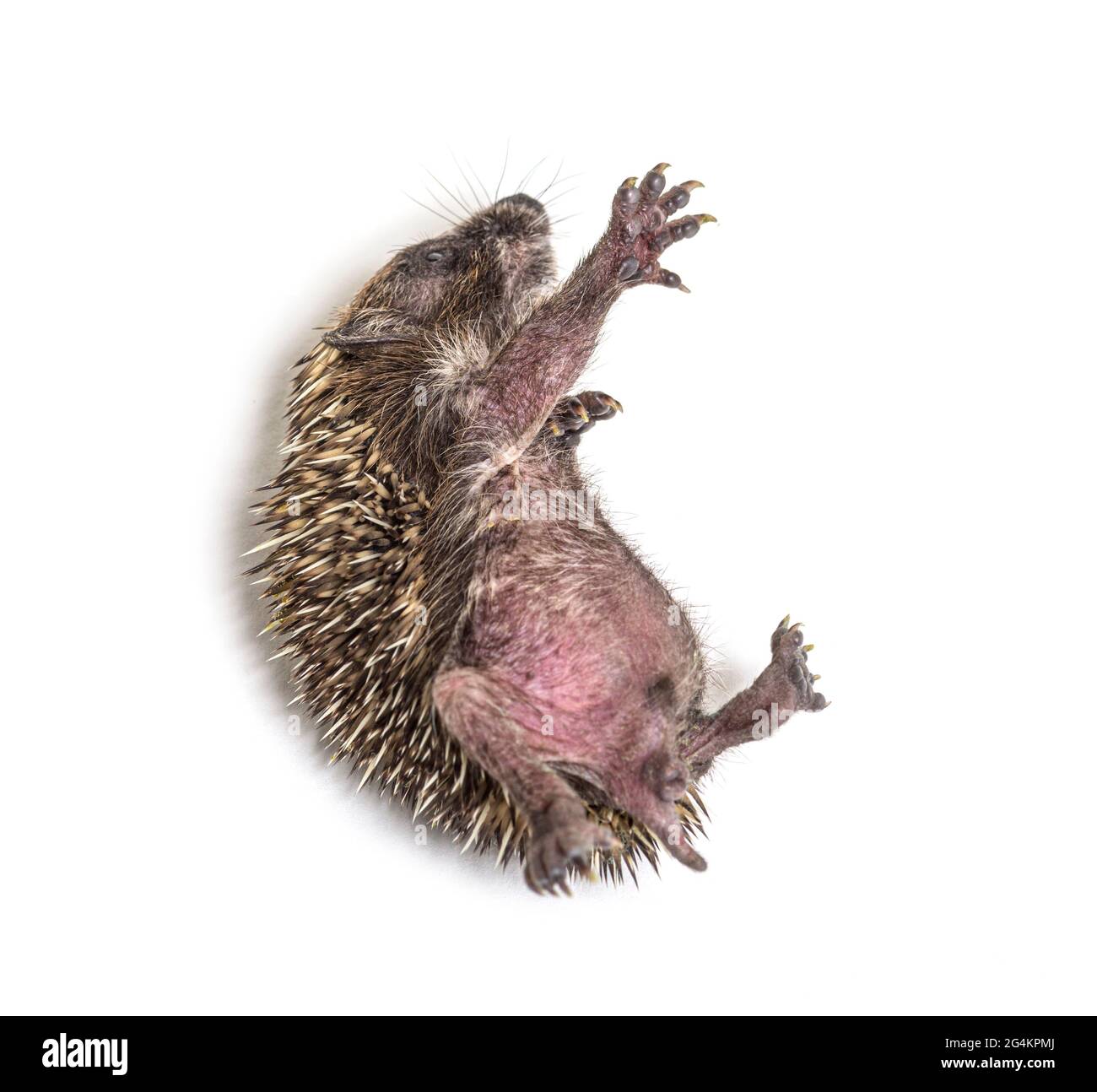 Sick hedgehog hi-res stock photography and images - Alamy