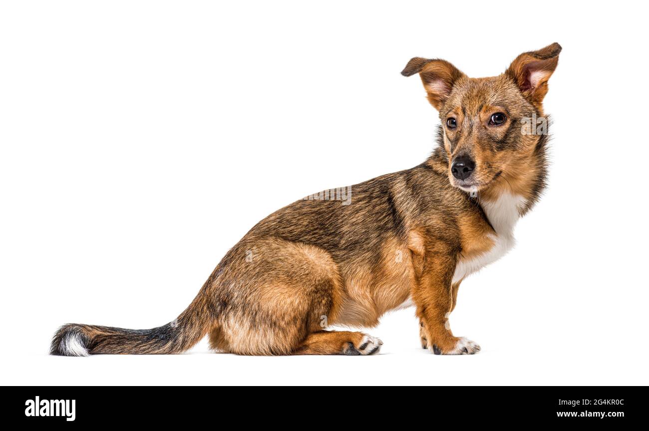 Standing Dog Front View