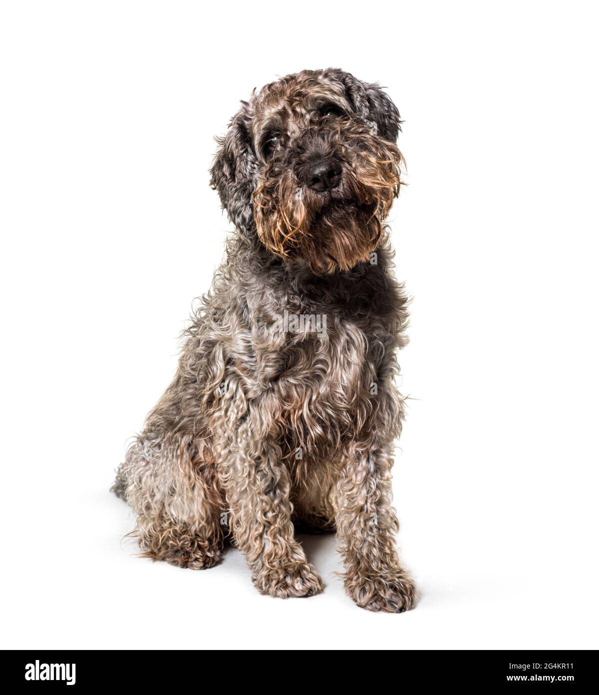 Mixed breed dog isolated hi-res stock photography and images - Alamy