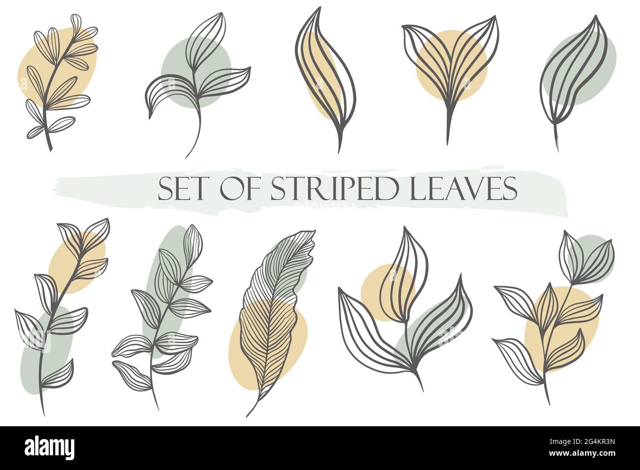Set of striped leaves, vector. Various stained sheets. Modern botanical ...
