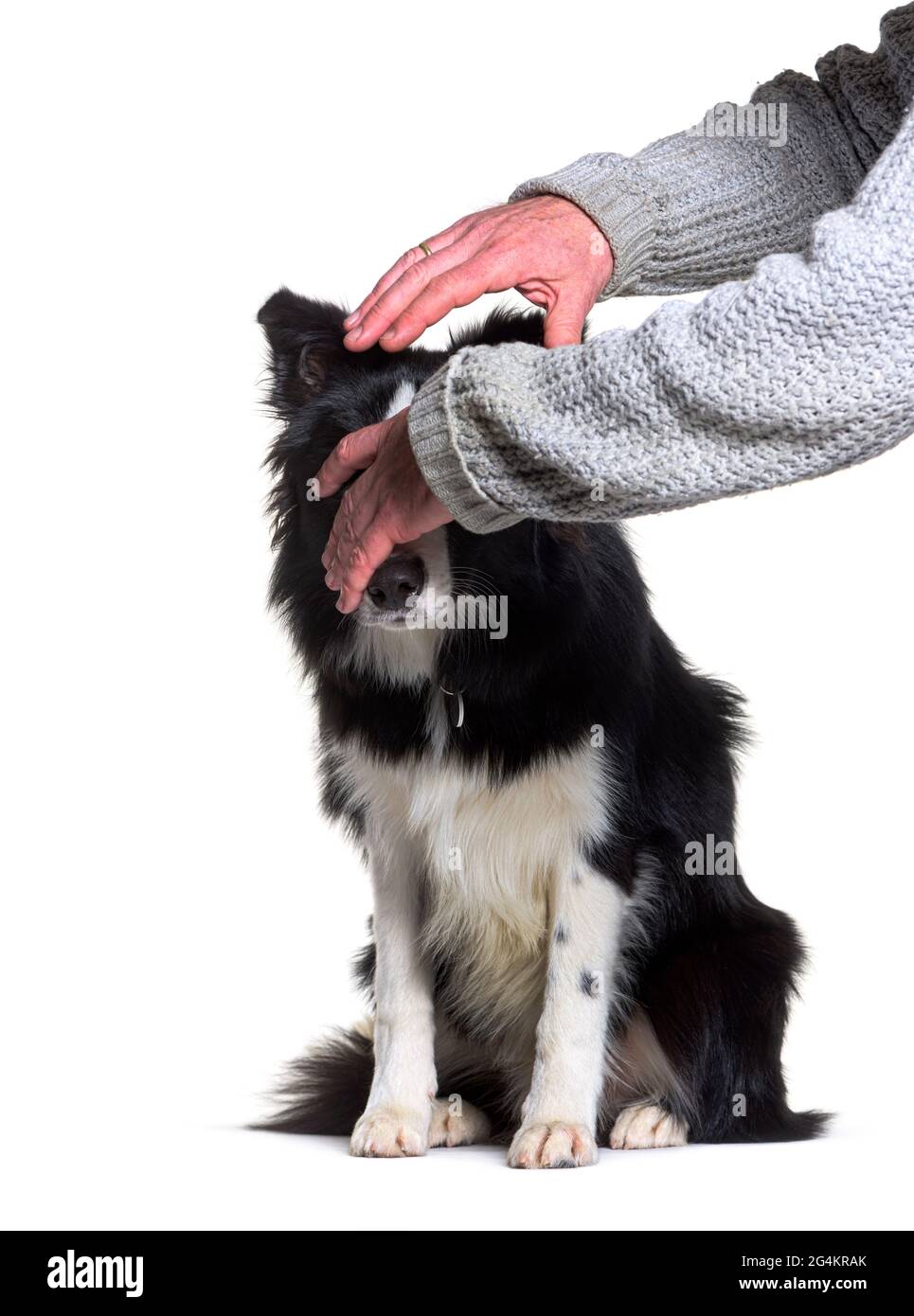 How To Stop A Border Collie From Barking