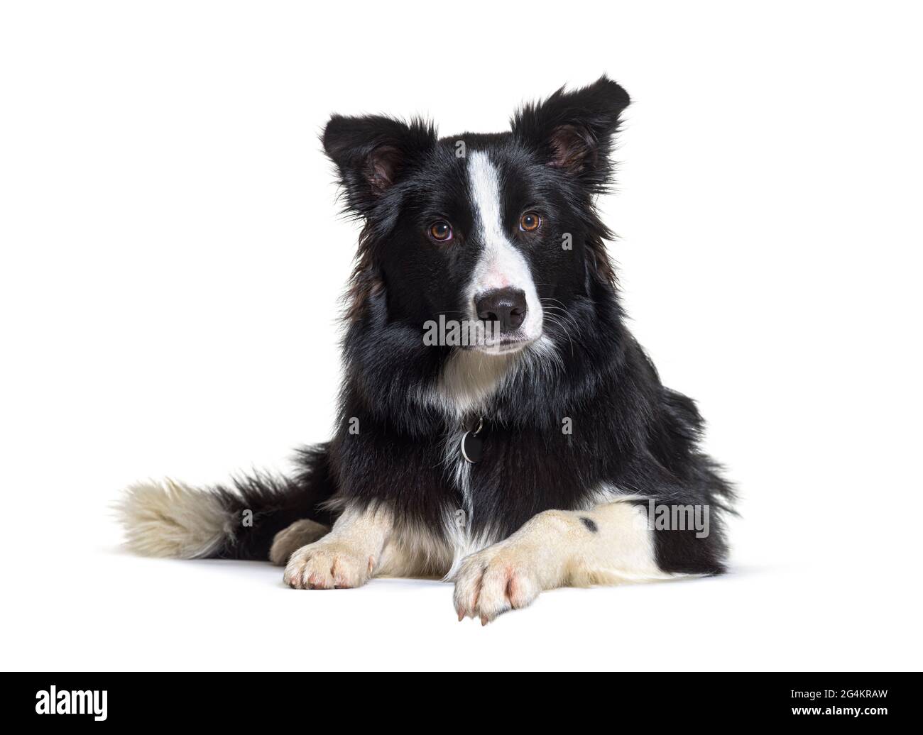 Border collie, Lying down, isolated on white Stock Photo - Alamy