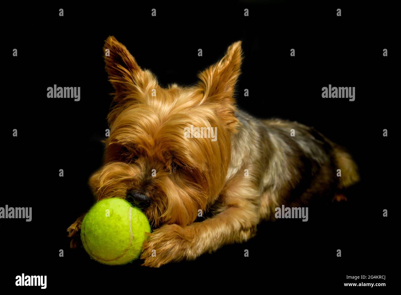 Tennis ball hairstyle hi-res stock photography and images - Alamy