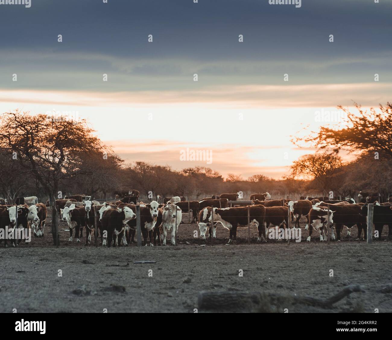 Beautiful sunset over a feedlot full of cows Stock Photo - Alamy