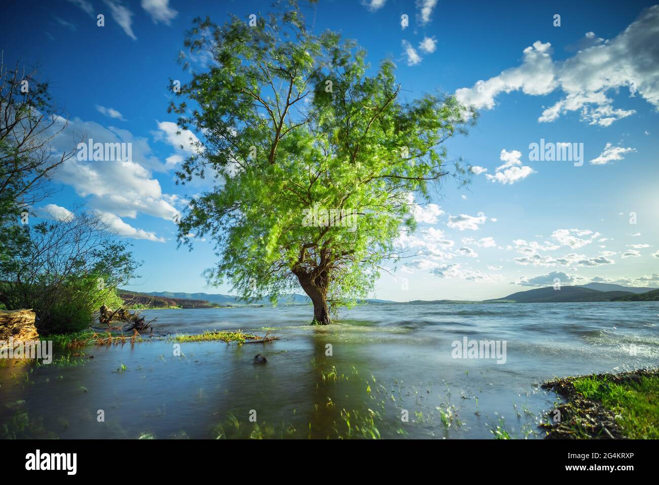 Inside beautiful tree hi-res stock photography and images - Alamy