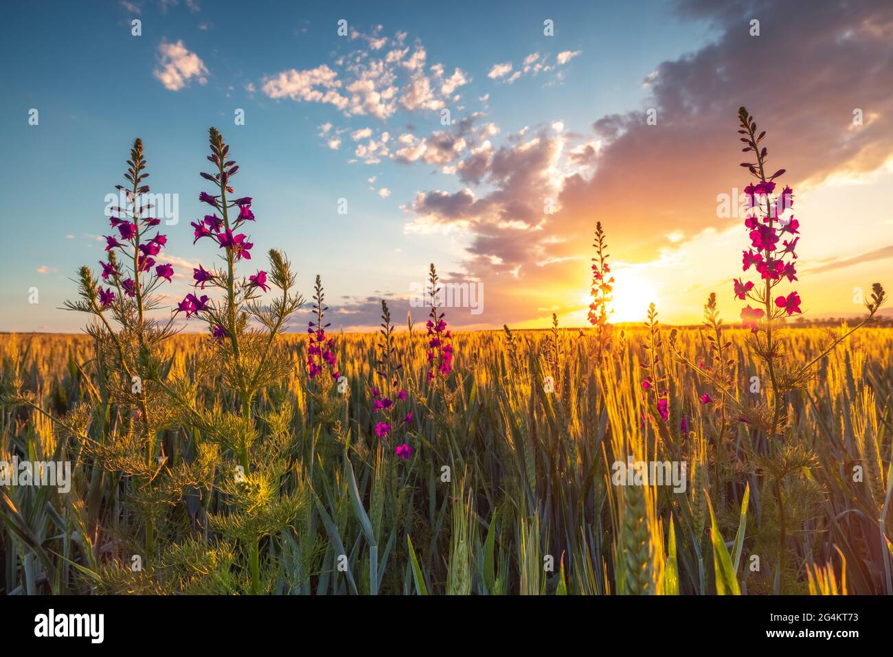 Landscape sunset wild flowers hi-res stock photography and images - Alamy