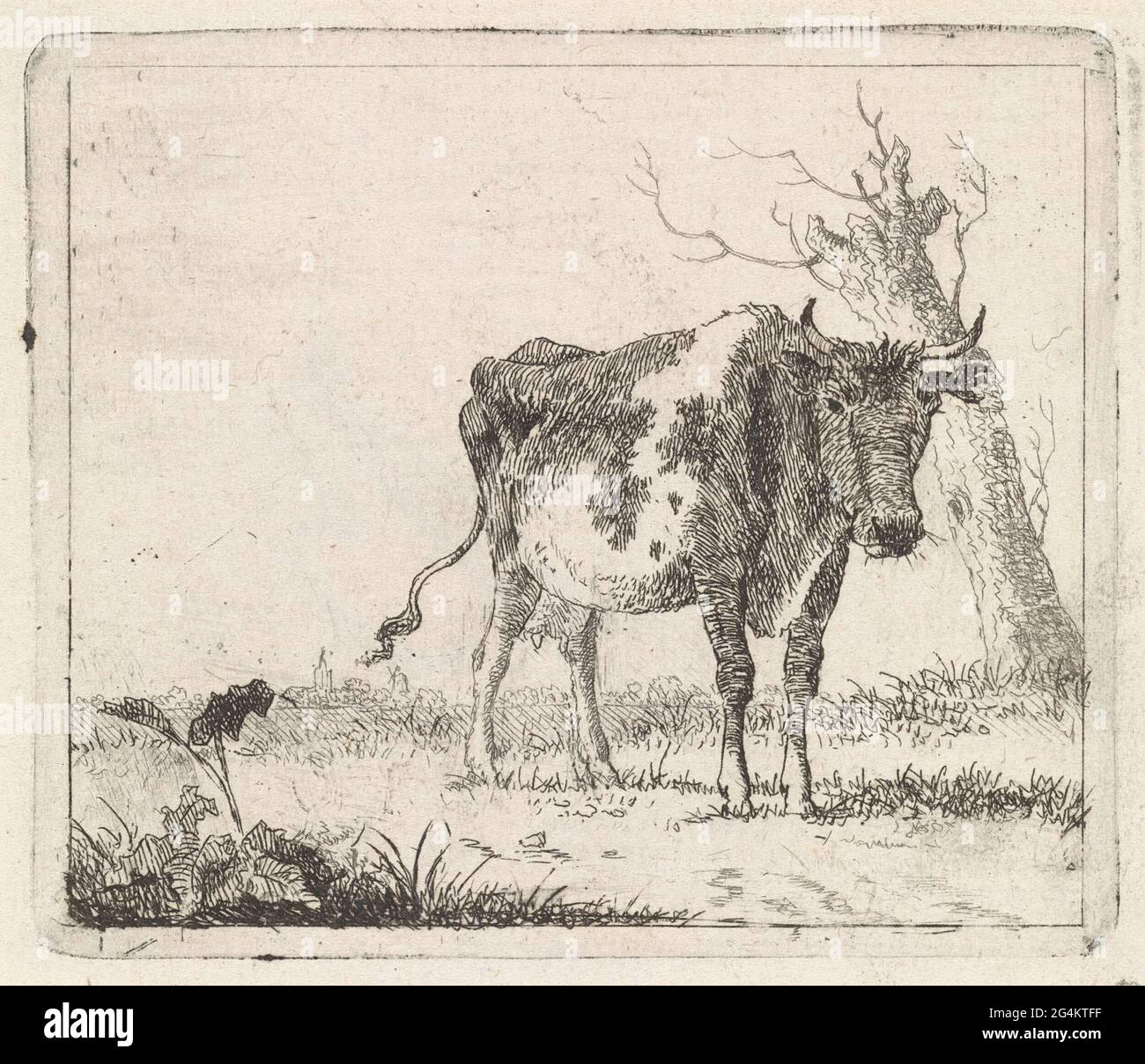 . Cow standing in pasture, right. Right behind the cow a leafless ...