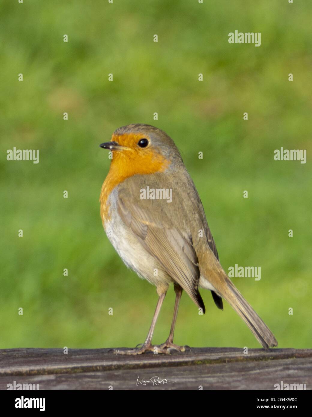 A closeup shot of a European robin perched on a wooden surface Stock ...