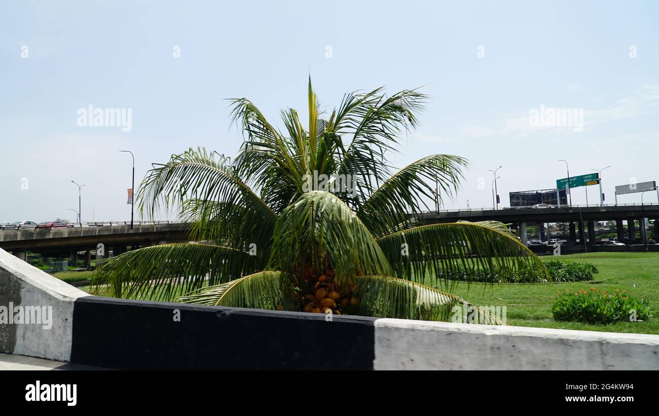 Highway coconut tree hi-res stock photography and images - Alamy