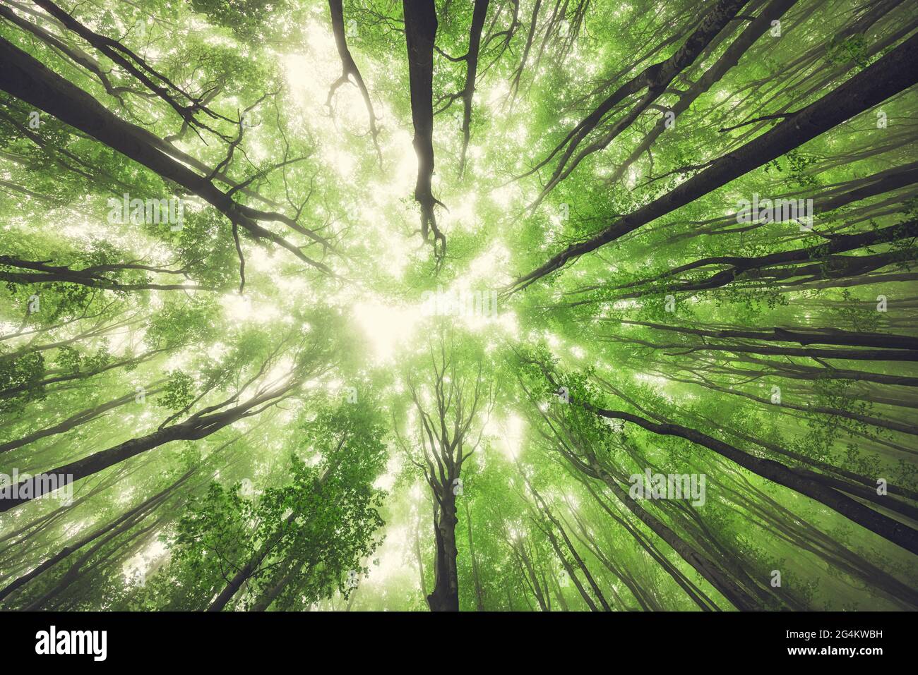 Sunbeam through misty forest hi-res stock photography and images - Alamy