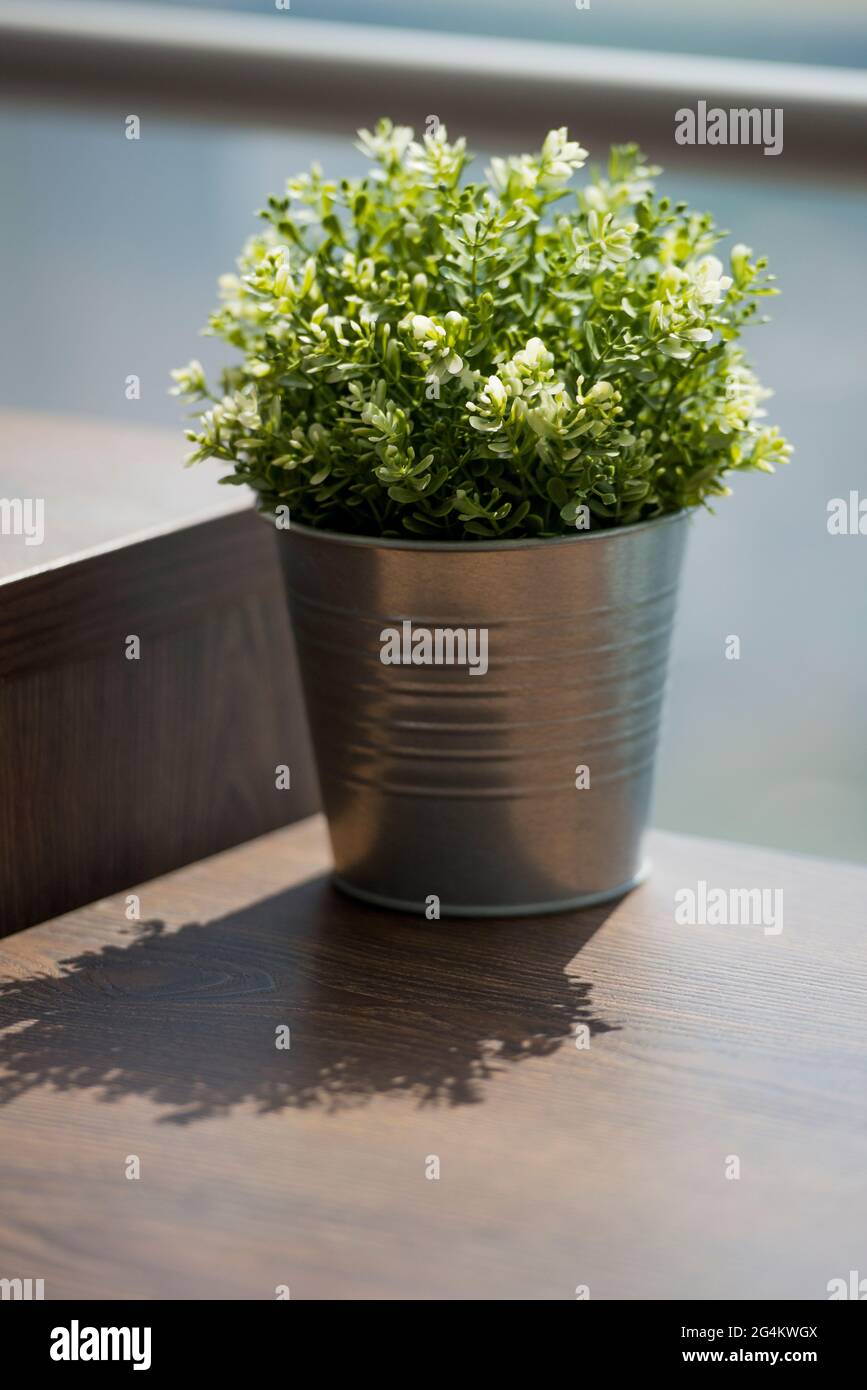 The green plant in a pot on the table in the office building Stock ...