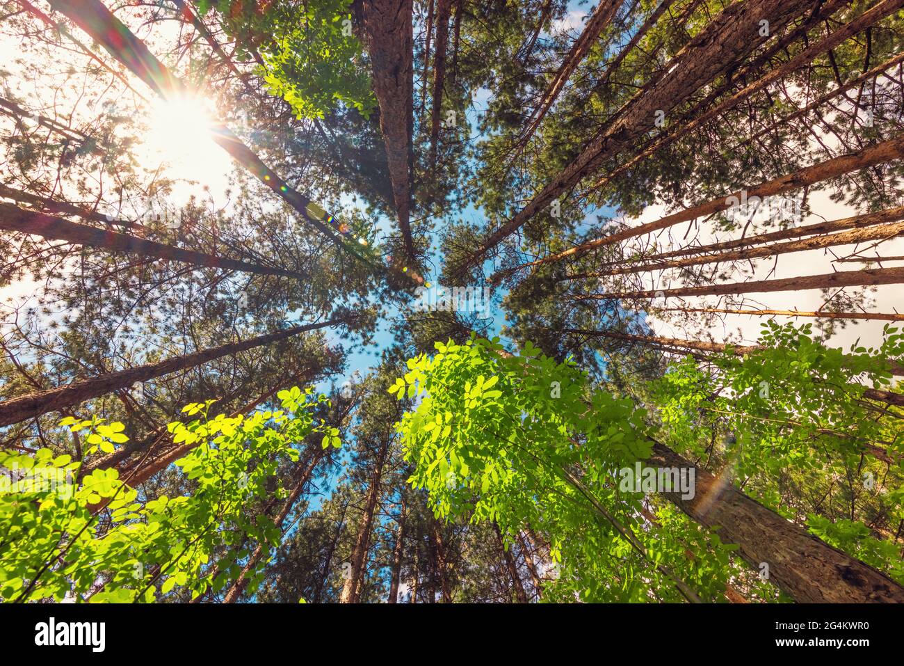 Beautiful sunlight through tree branches hi-res stock photography and ...