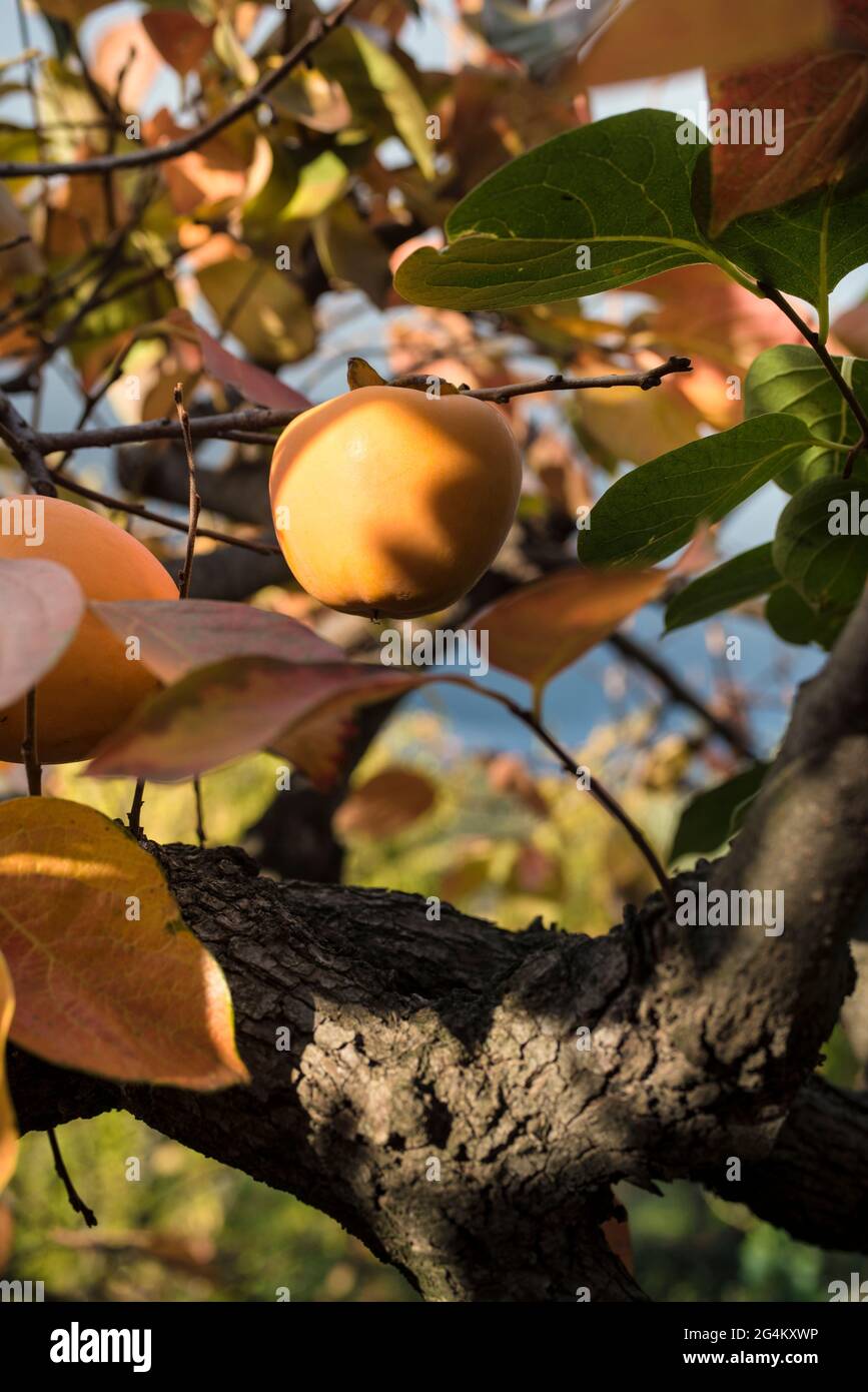 Kaki plum tree hi-res stock photography and images - Alamy