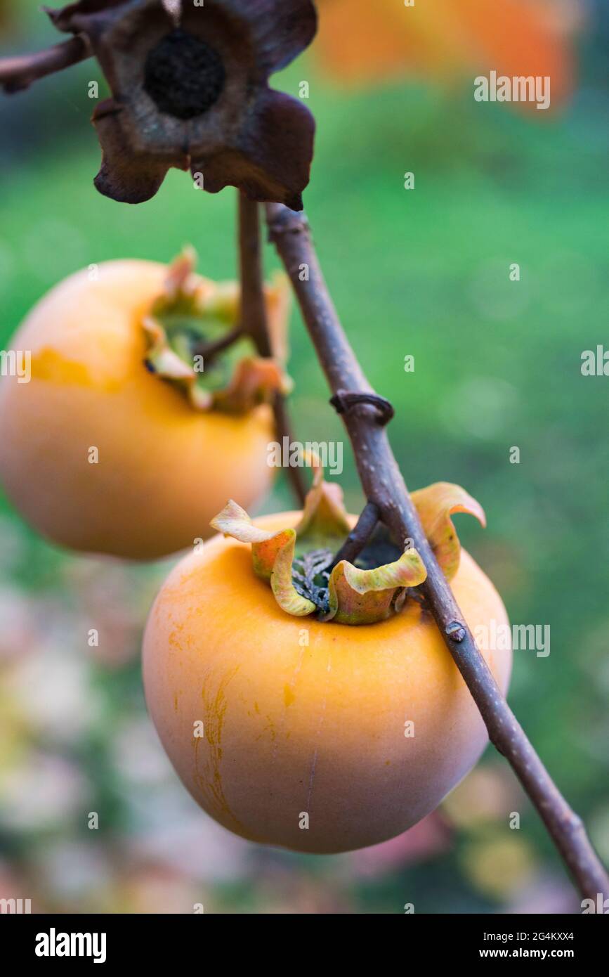 Kaki on tree Stock Photo - Alamy