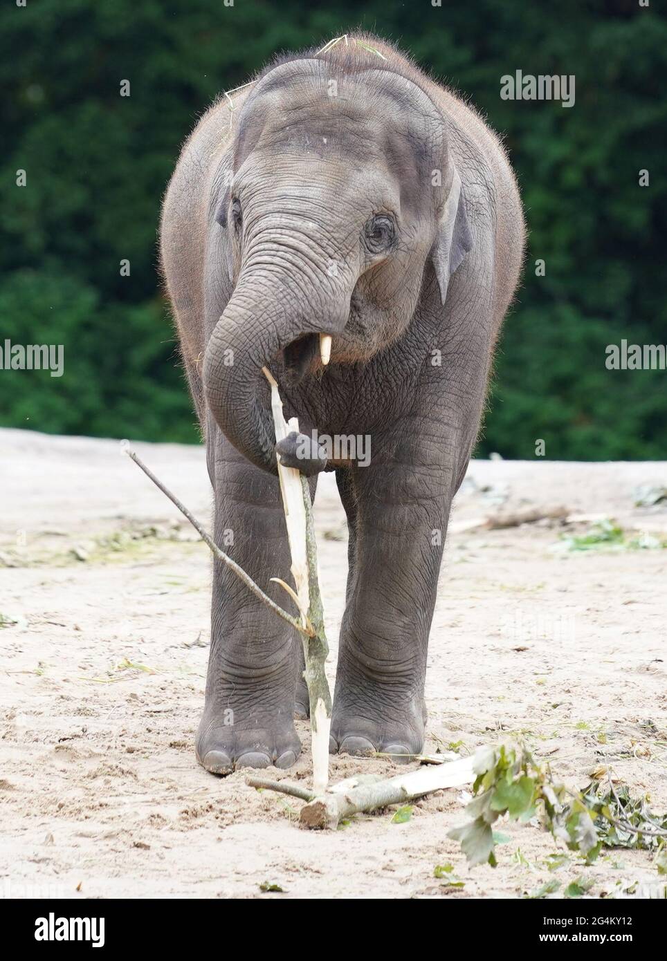 Hamburg, Germany. 22nd June, 2021. Elephant cub Santosh picks up a ...