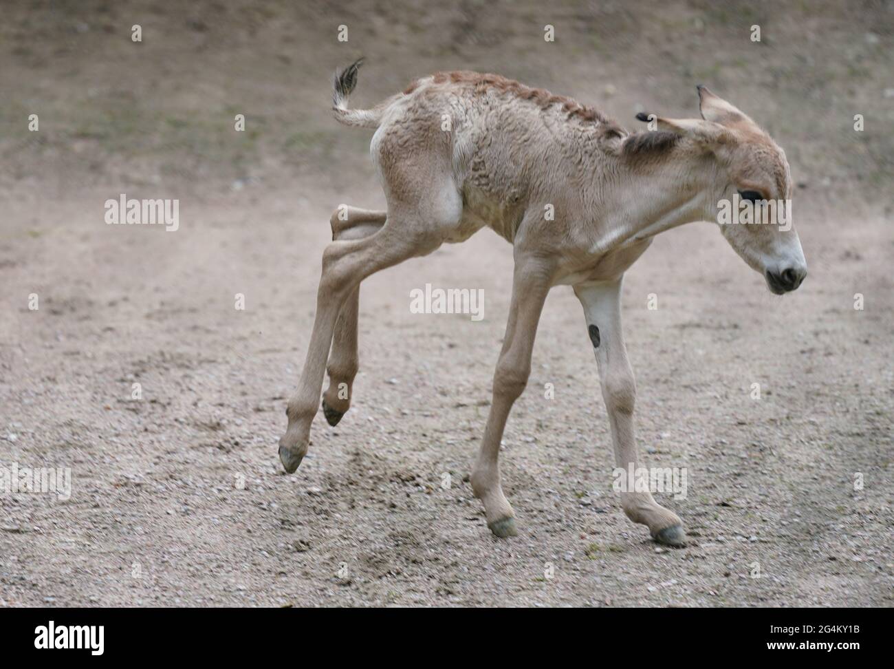 Hamburg, Germany. 22nd June, 2021. A one-day-old onager foal runs ...