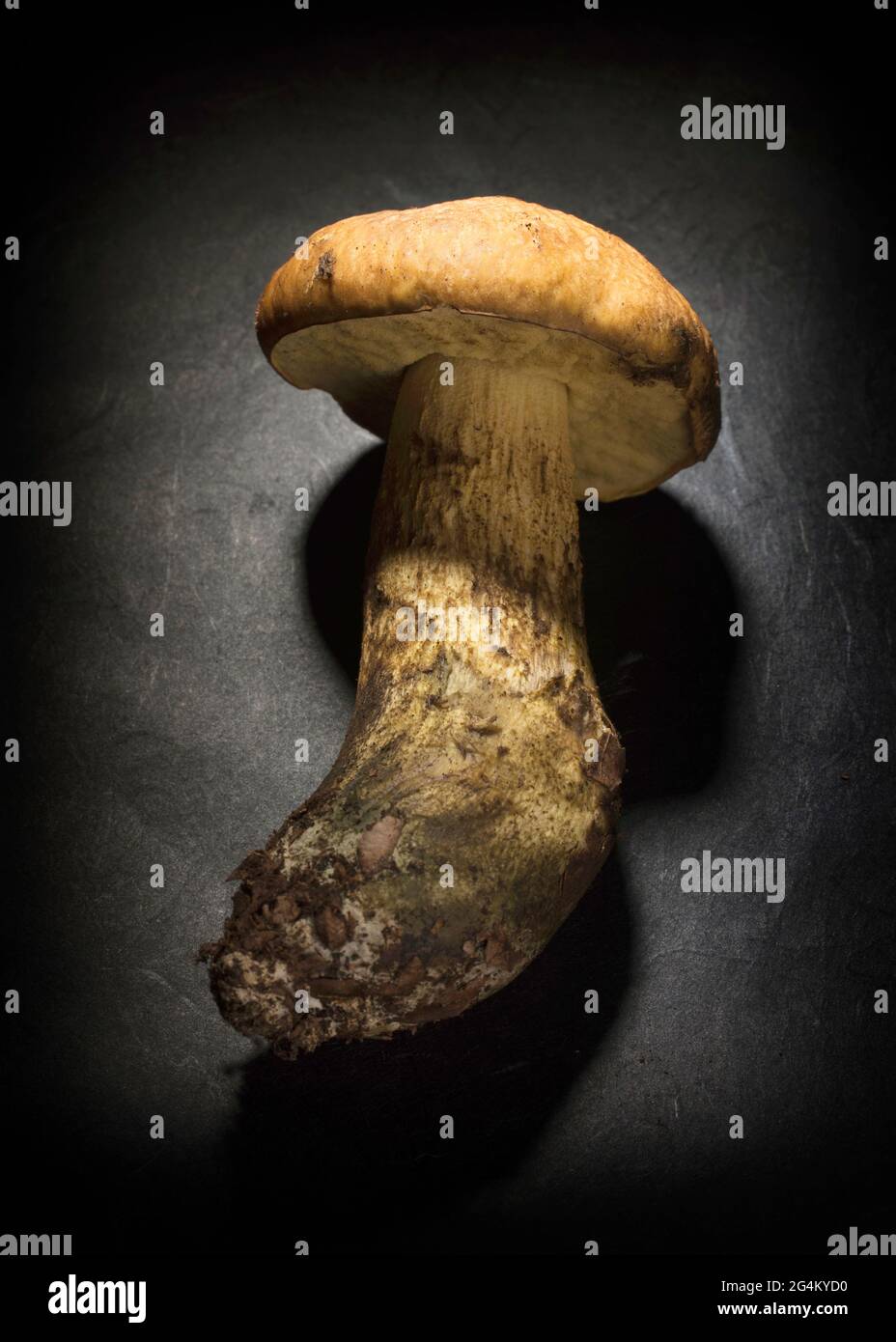 Black bolete hi-res stock photography and images - Alamy