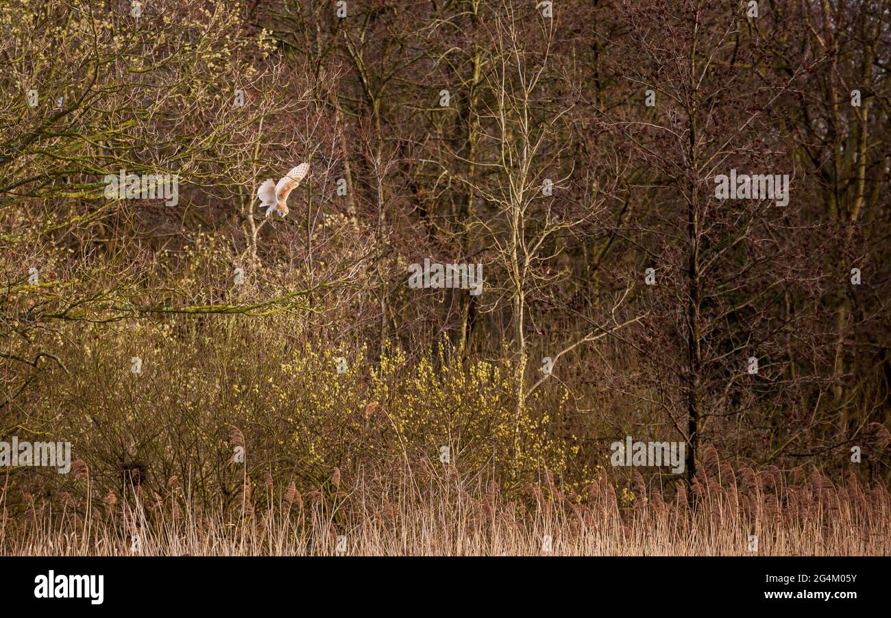 Norfolk broads birds hi-res stock photography and images - Alamy