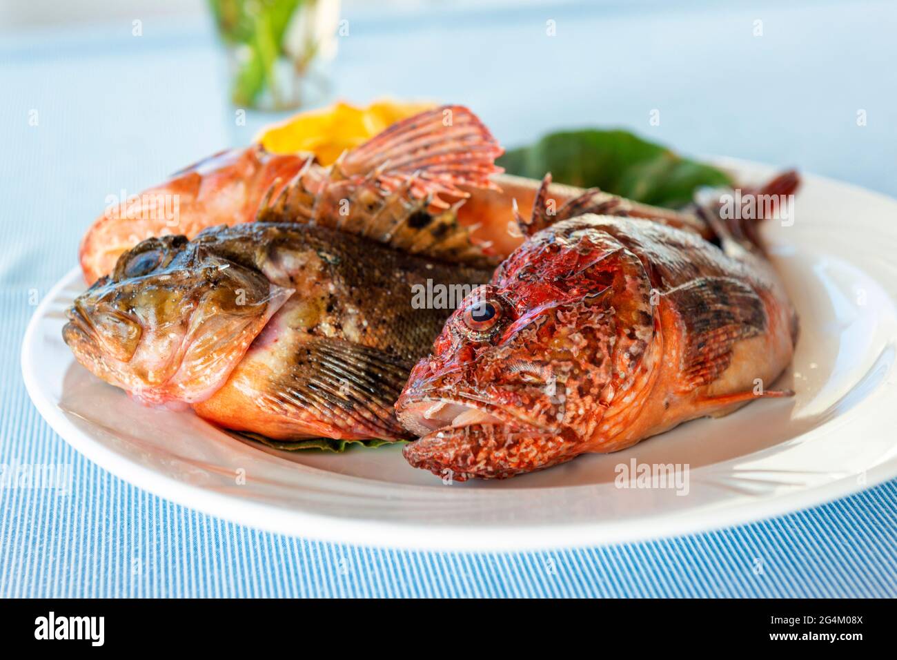 Orange scorpionfish hi-res stock photography and images - Alamy