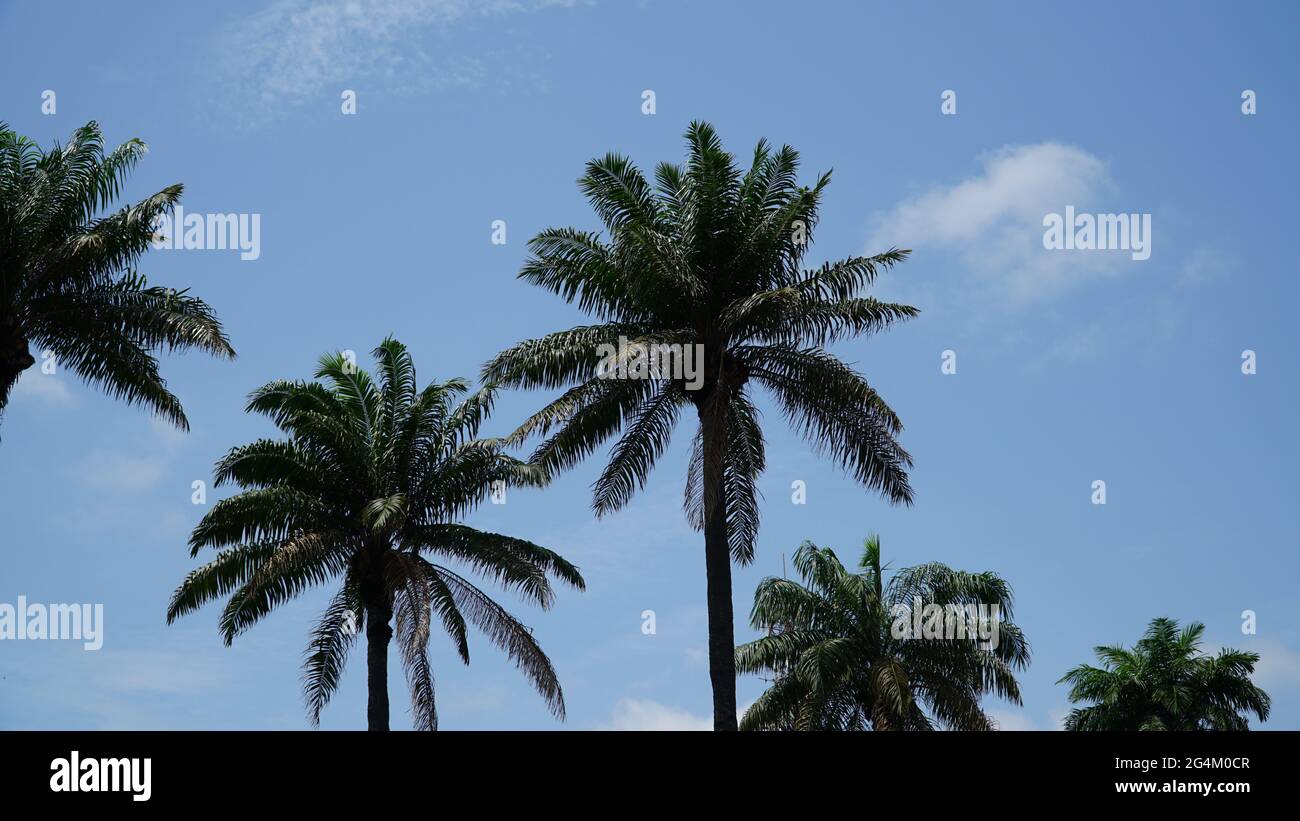 Lagos nigeria palm trees hi-res stock photography and images - Alamy