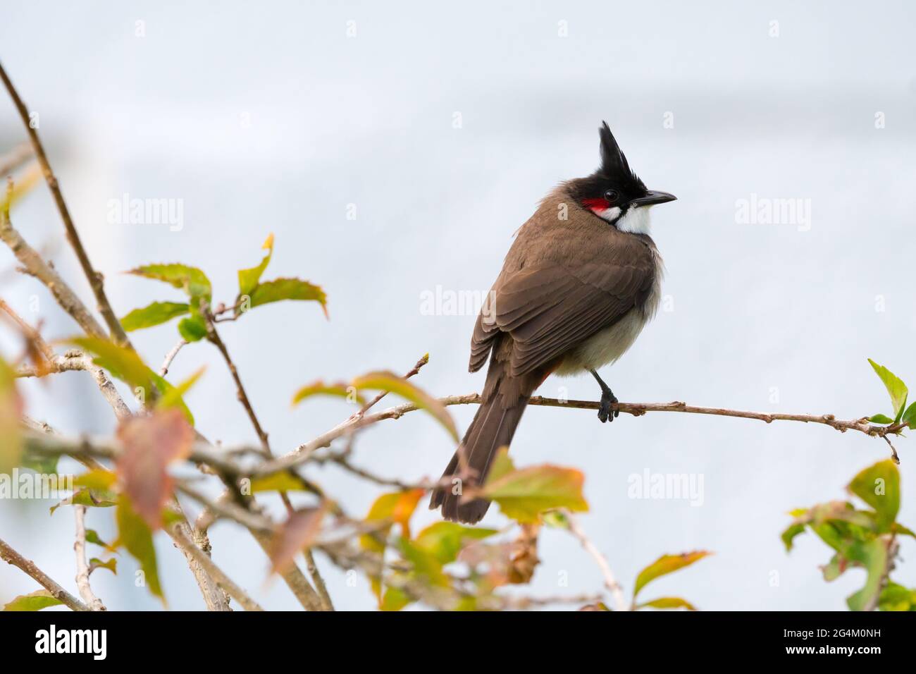 Mauritius bird hi-res stock photography and images - Alamy