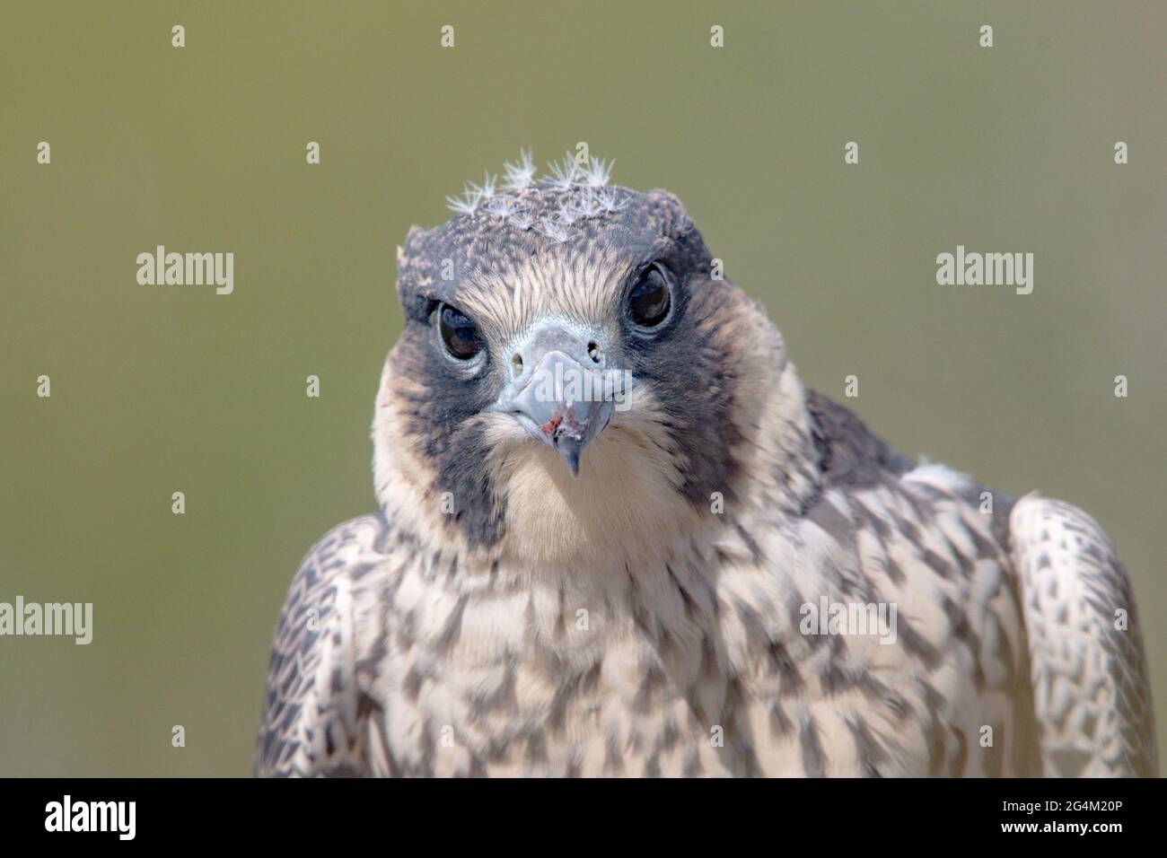 A 2021 Malham Cove Peregrine Falcon fledgling successfully leaves the ...