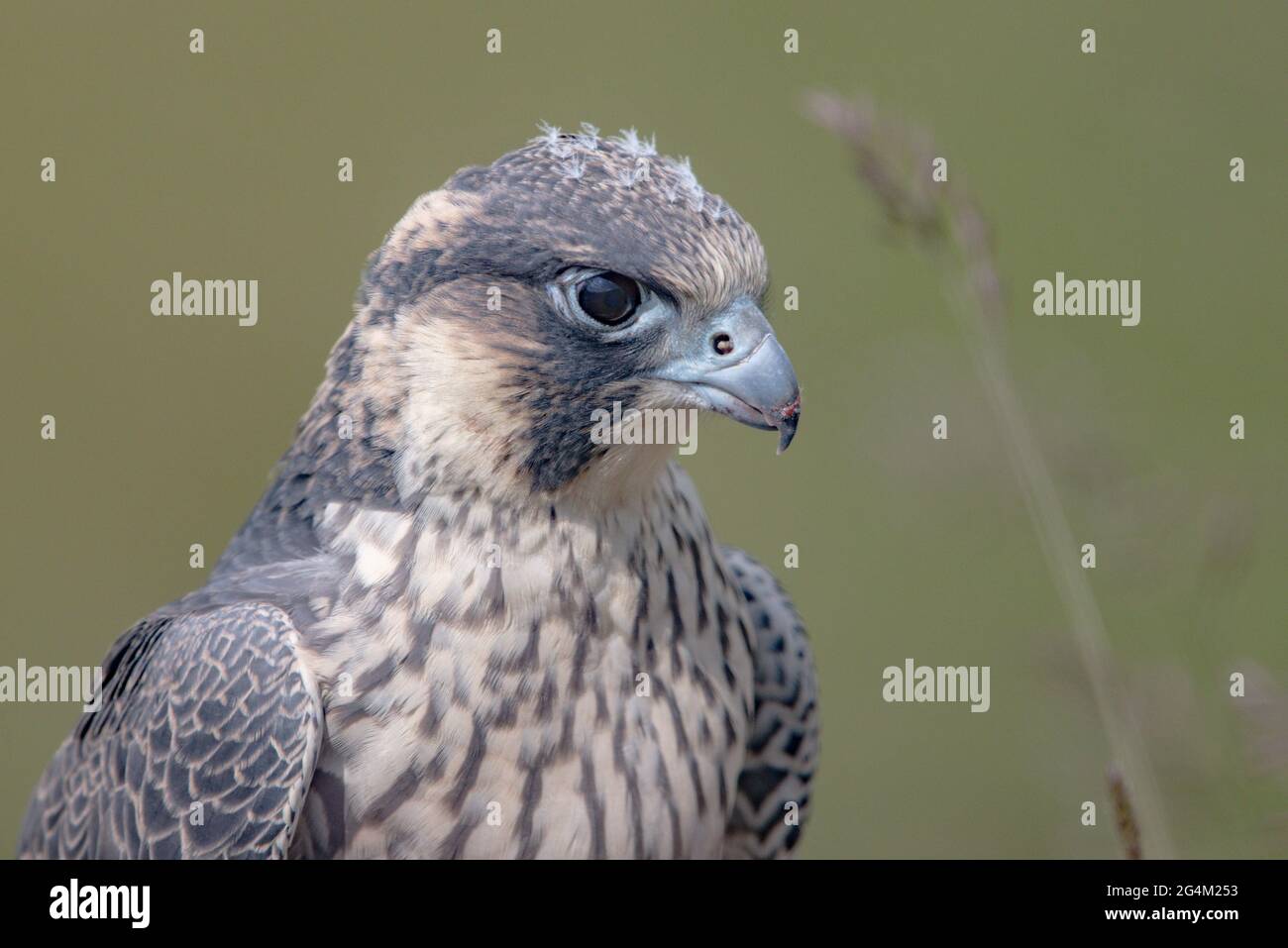 A 2021 Malham Cove Peregrine Falcon fledgling successfully leaves the ...