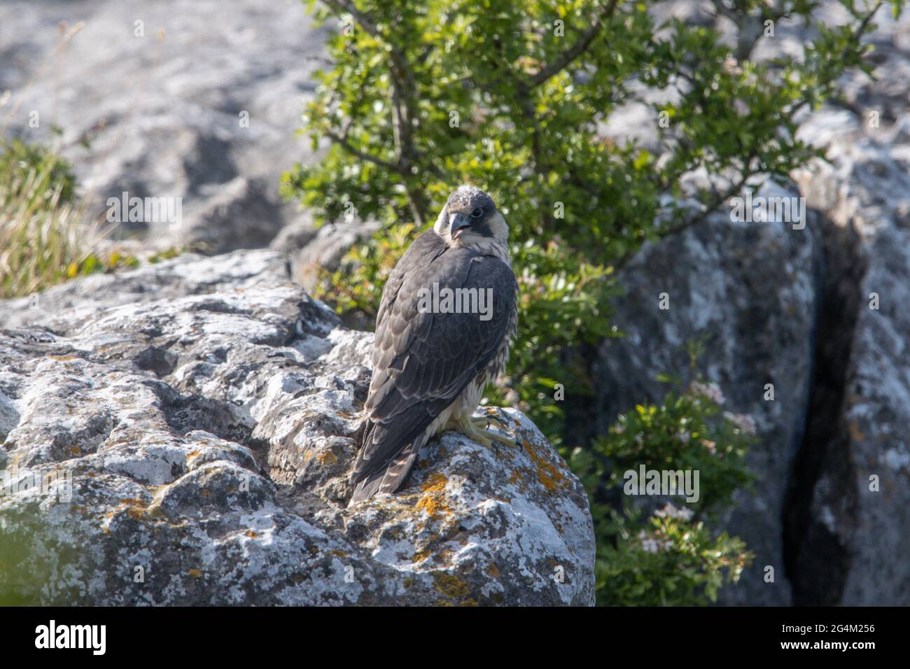 Peregrine falcon fledgling hi-res stock photography and images - Alamy
