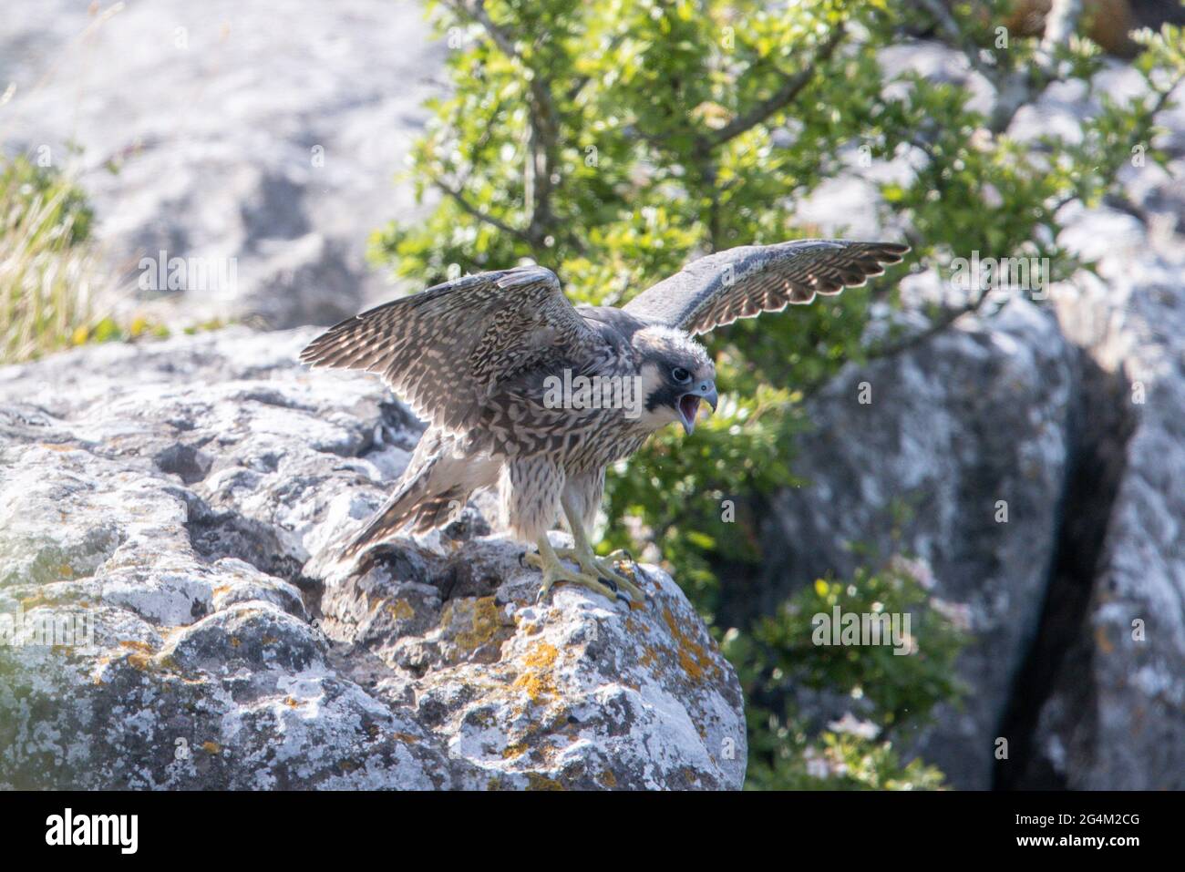 Peregrine falcon fledgling hi-res stock photography and images - Alamy