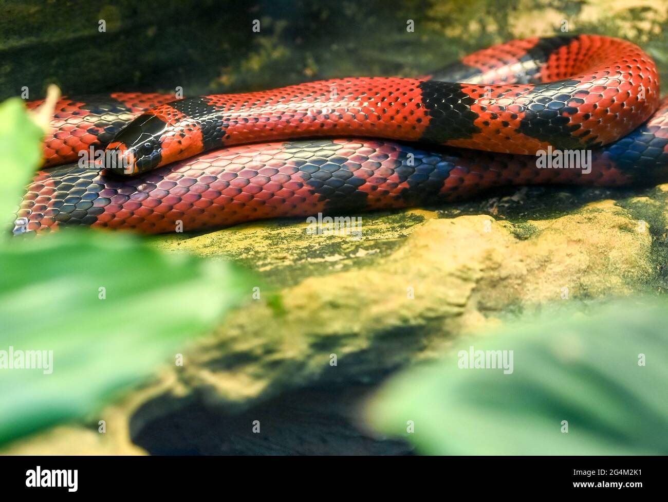 Animals of the jungle hi-res stock photography and images - Alamy