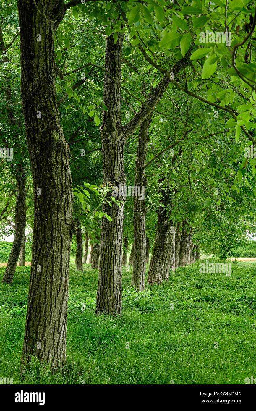 Bressana Mottarone (Pv) ,Itlay, a row of walnut trees in the floodplain ...