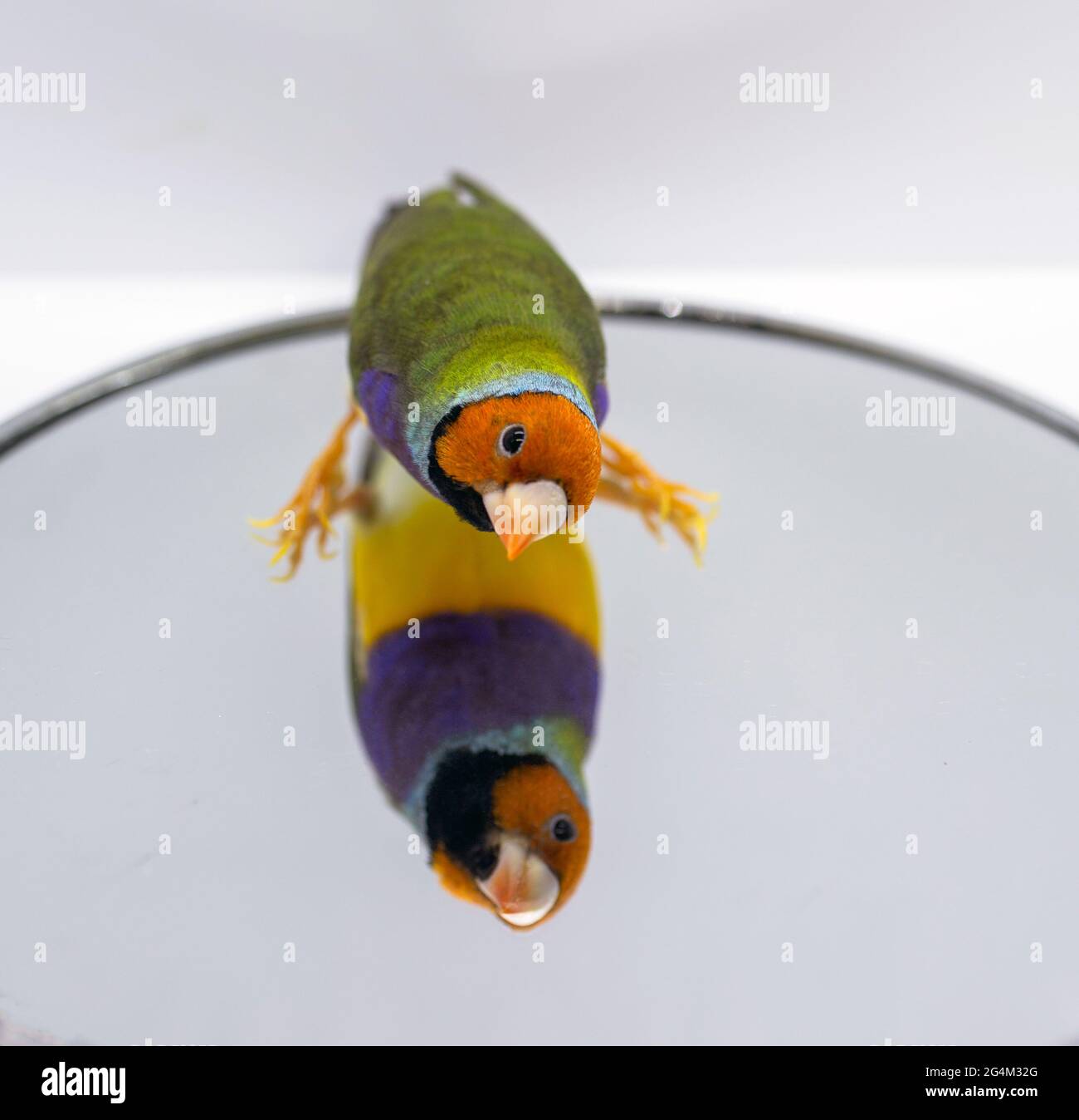 Funny reflection of birds hi-res stock photography and images - Alamy