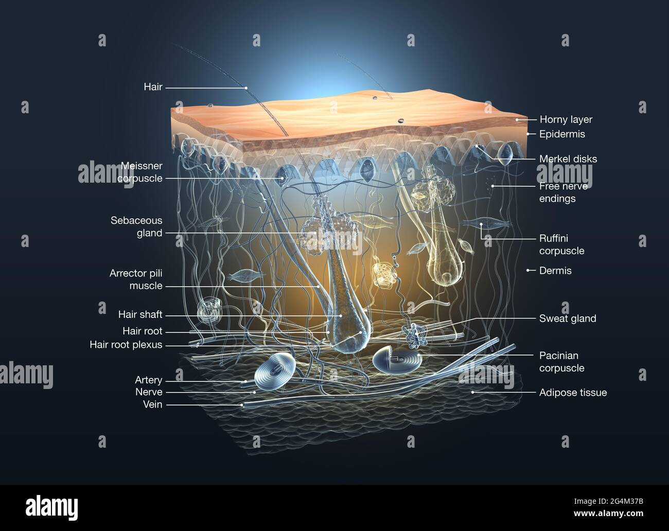 Illustration showing transparent human skin with layer, nerves, blood ...