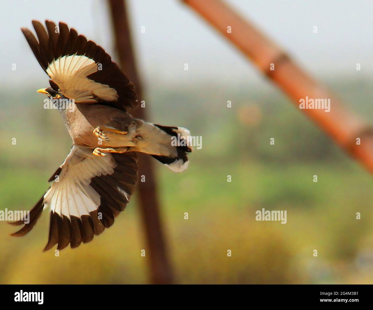 Mayna bird hi-res stock photography and images - Alamy