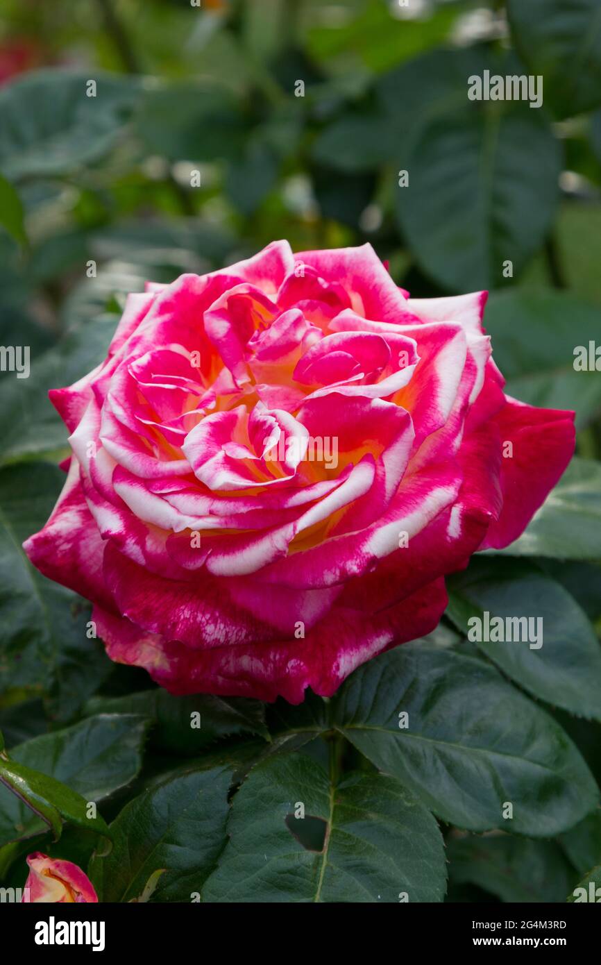 Single rose hi-res stock photography and images - Alamy