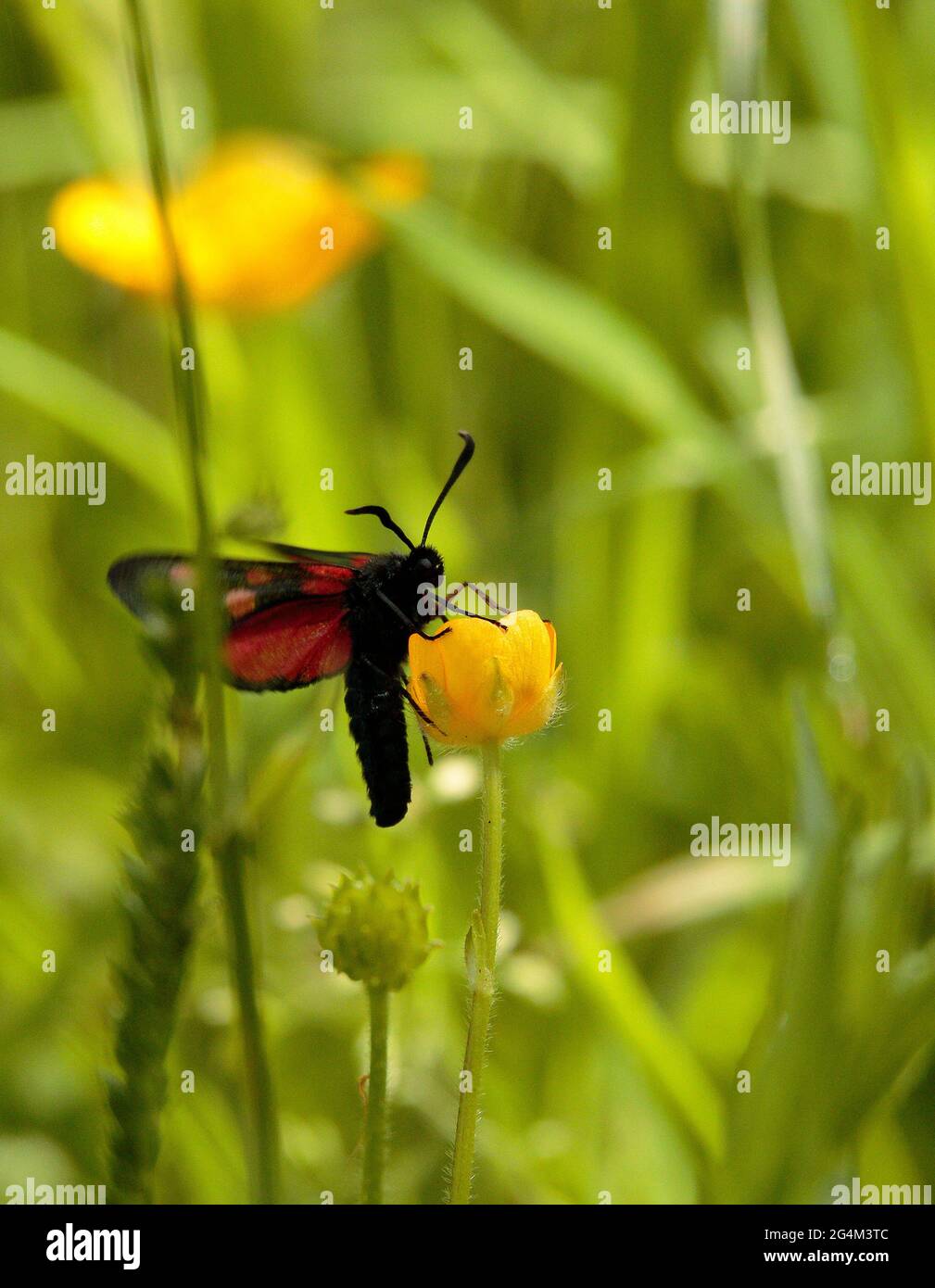 5 spot burnet moths hi-res stock photography and images - Alamy