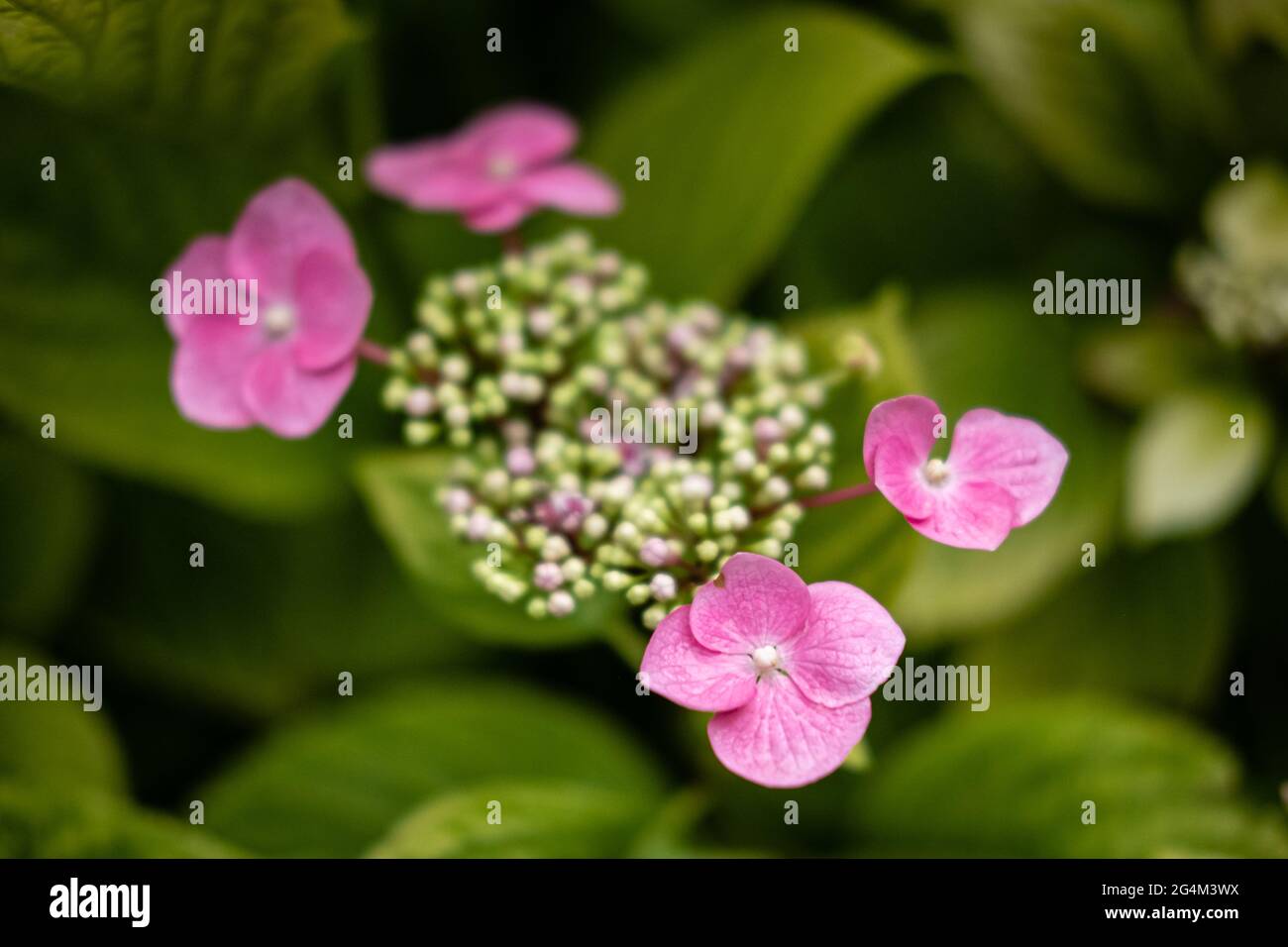 Lyon (France), 21 June 2021. Hydrangea flowers Stock Photo - Alamy