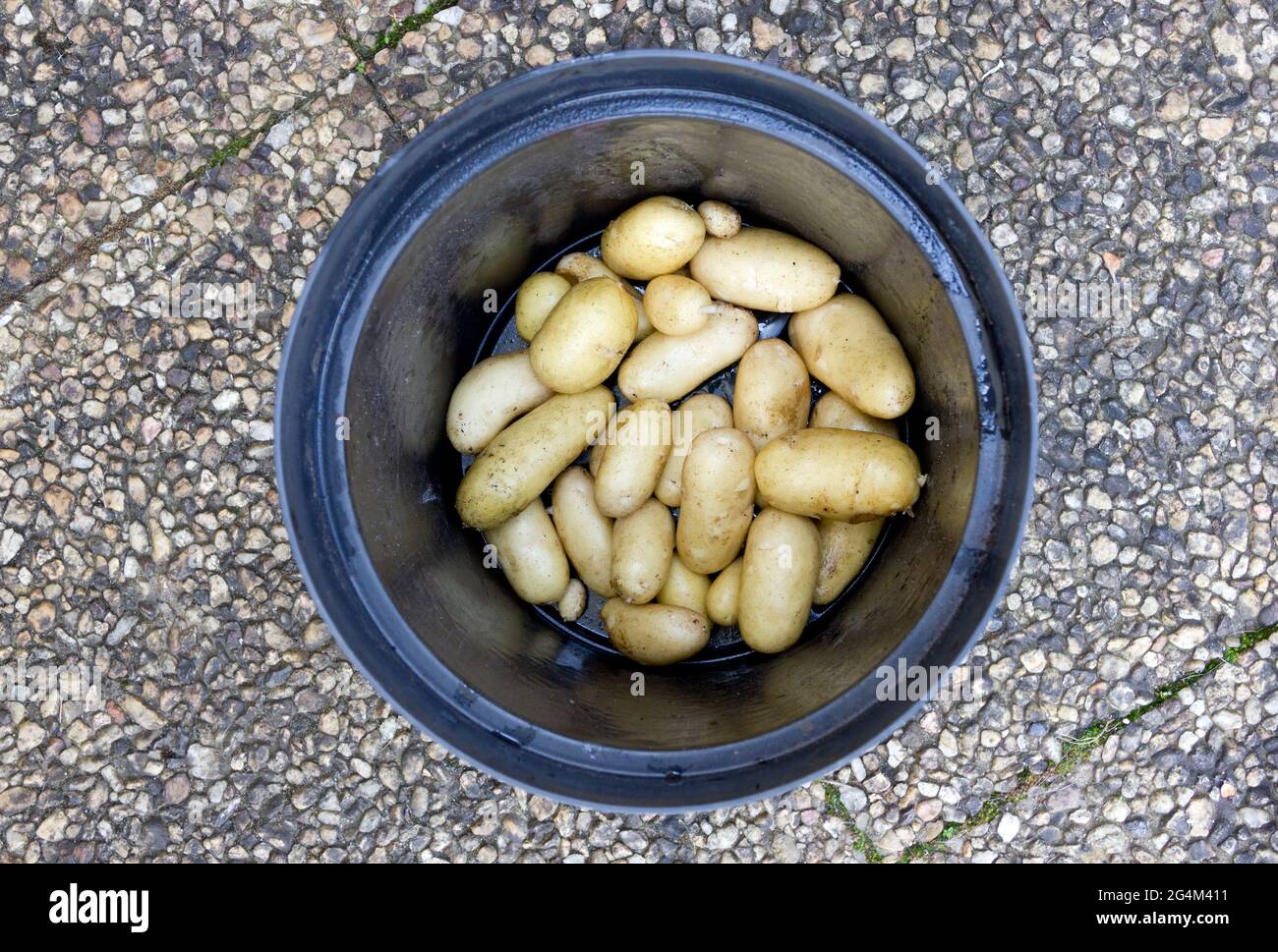 New potatoes growing pot hi-res stock photography and images - Alamy