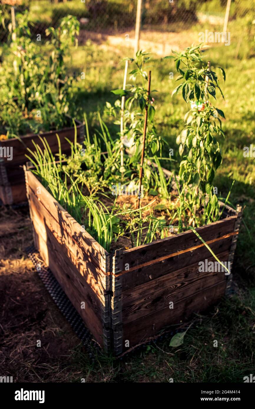 Pallet raised garden bed in vegetable garden hi-res stock photography ...